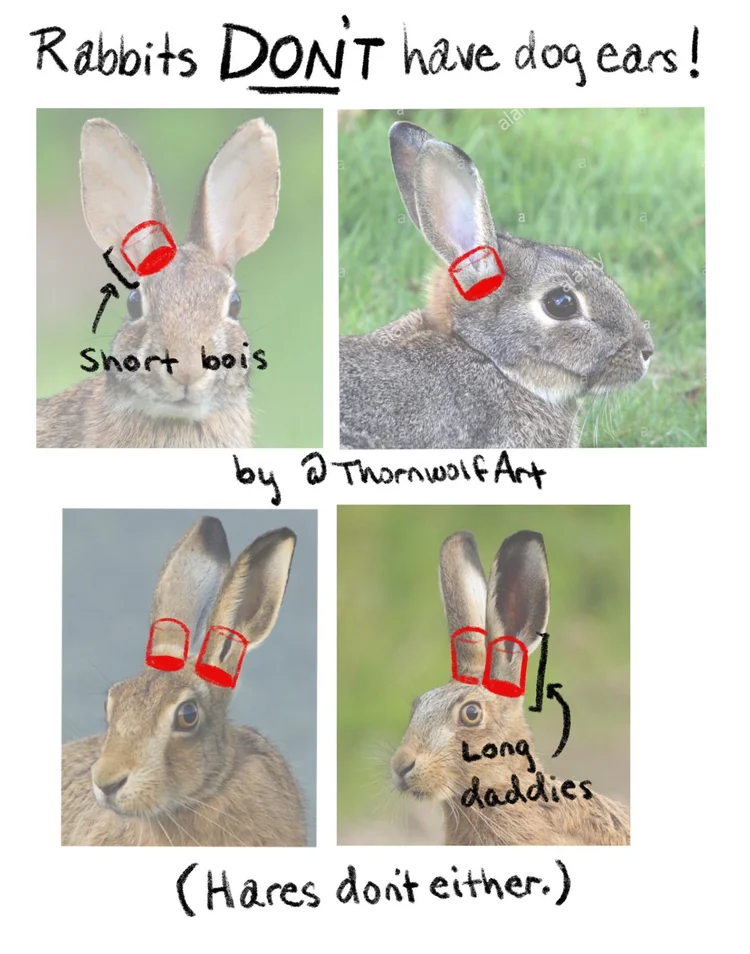 Tutorial: How to Draw Rabbit Ears — Thornwolf Creative Services
