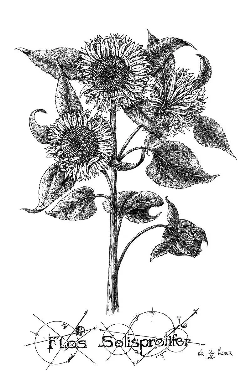 Sunflower Botanical Illustration