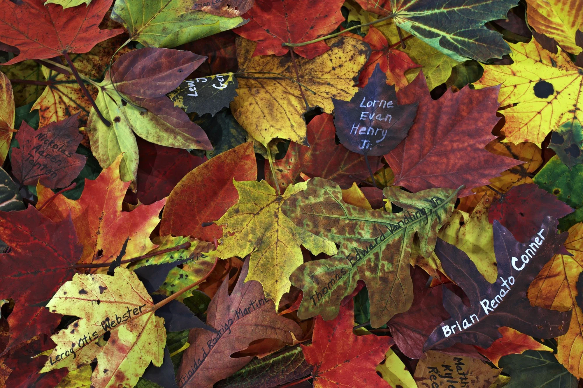 Jane Hammond: Fallen — The FLAG Art Foundation