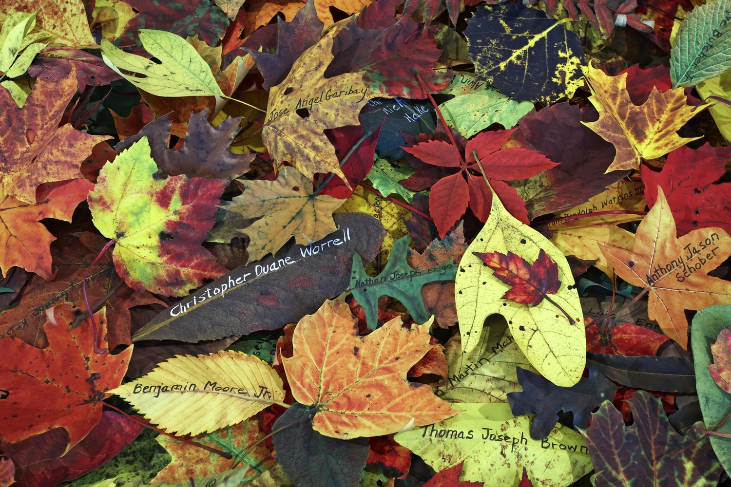 Jane Hammond: Fallen — The FLAG Art Foundation