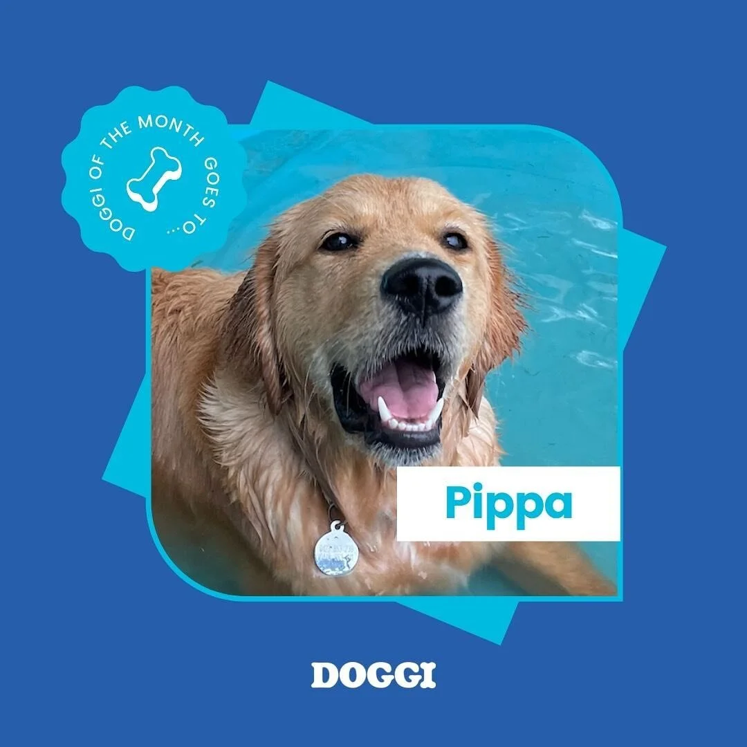 Doggi – Dog day care Paddington