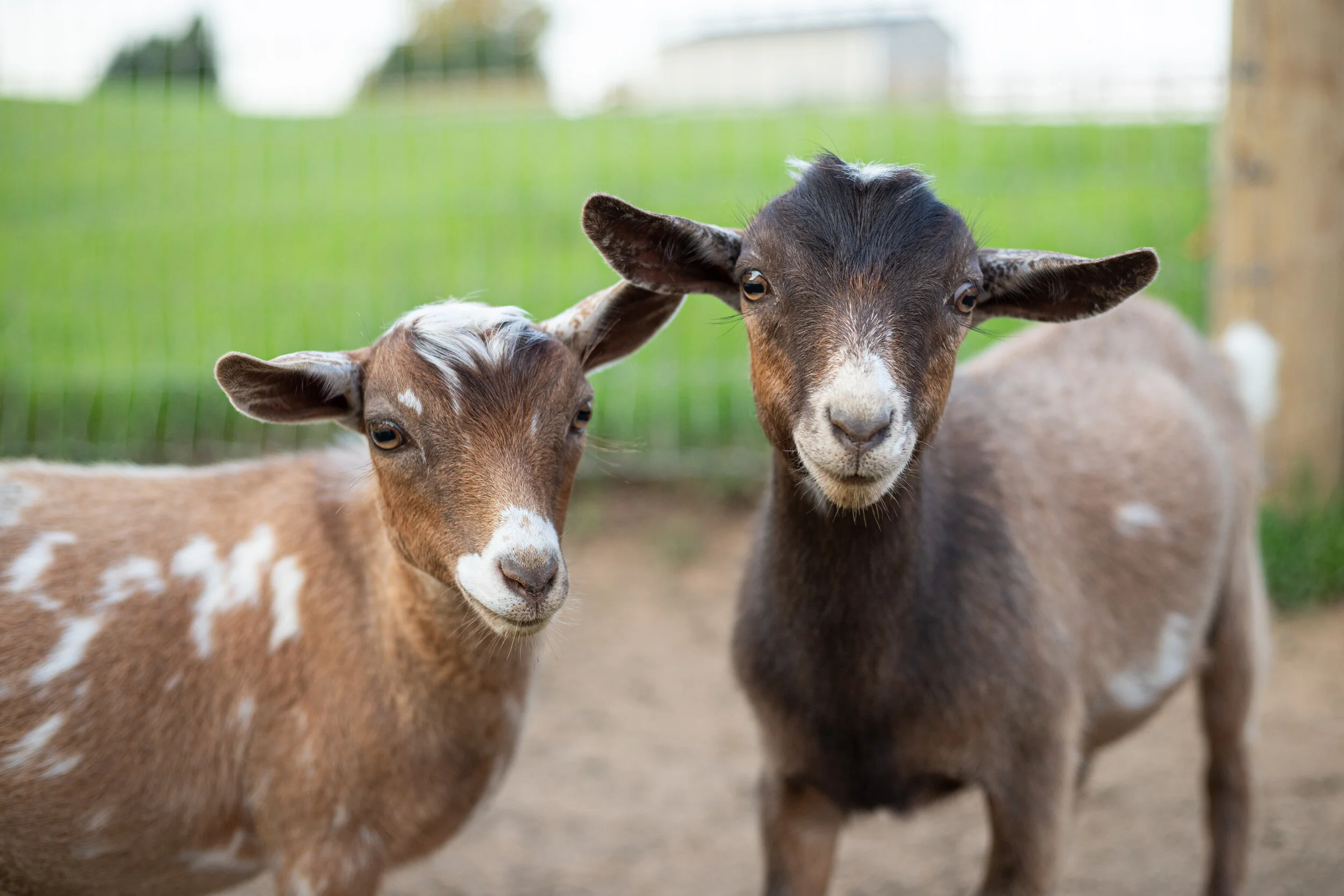 Pretty Poppy Pet Photography - Annapolis, Maryland
