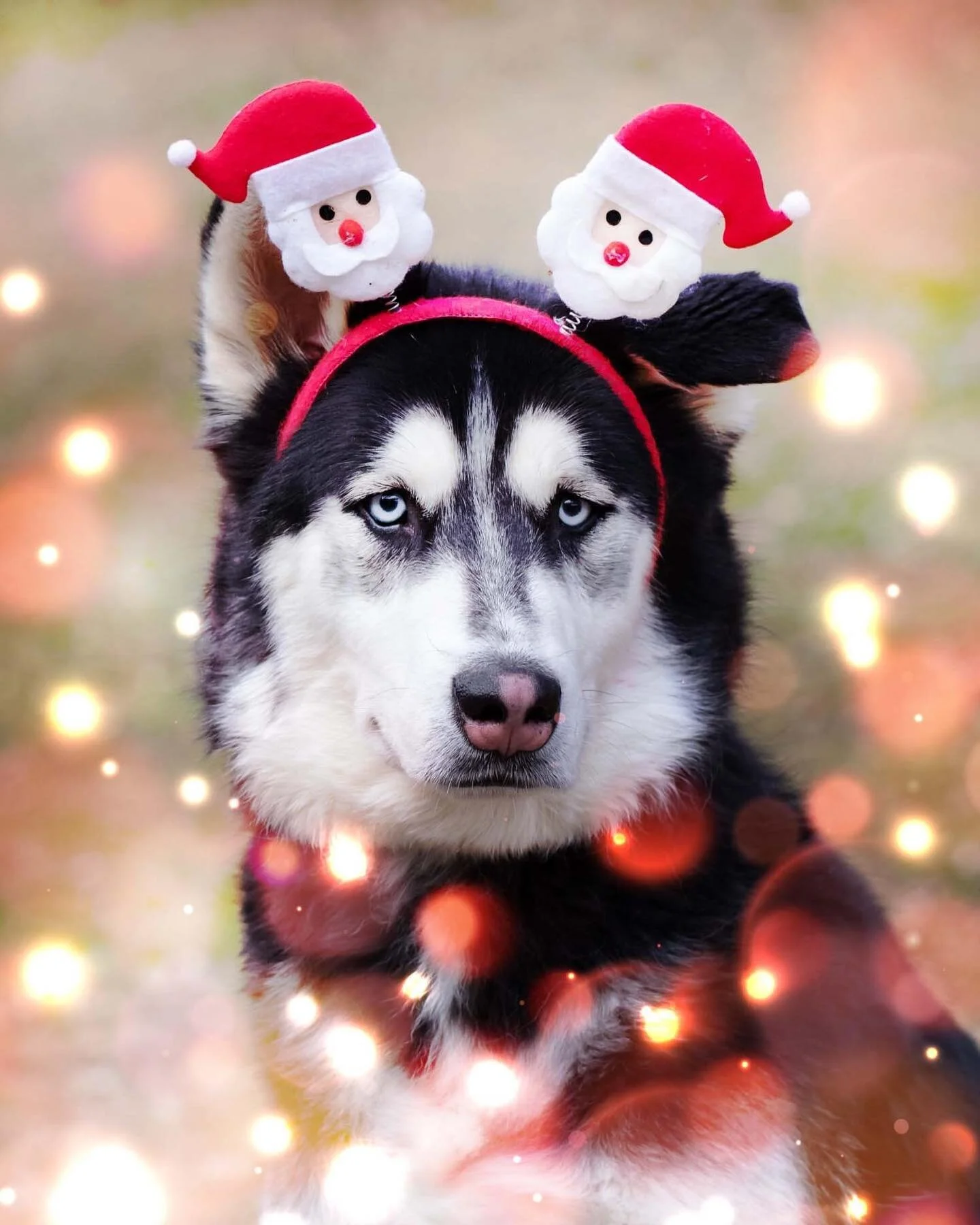 Pretty Poppy Pet Photography - Annapolis, Maryland