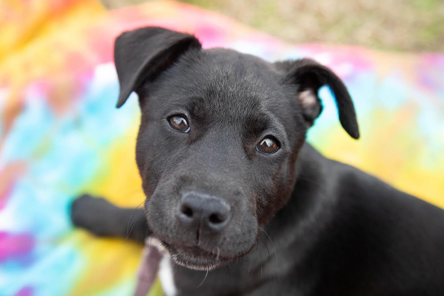Pretty Poppy Pet Photography - Annapolis, Maryland