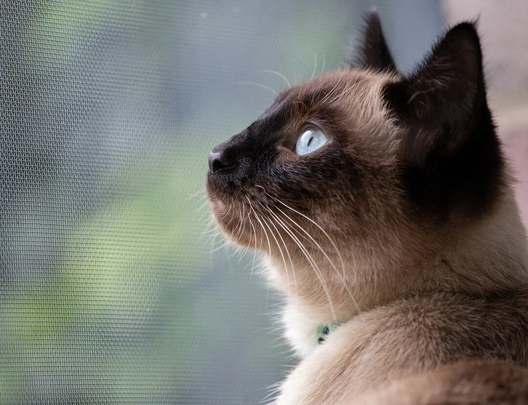 Pretty Poppy Pet Photography - Annapolis, Maryland