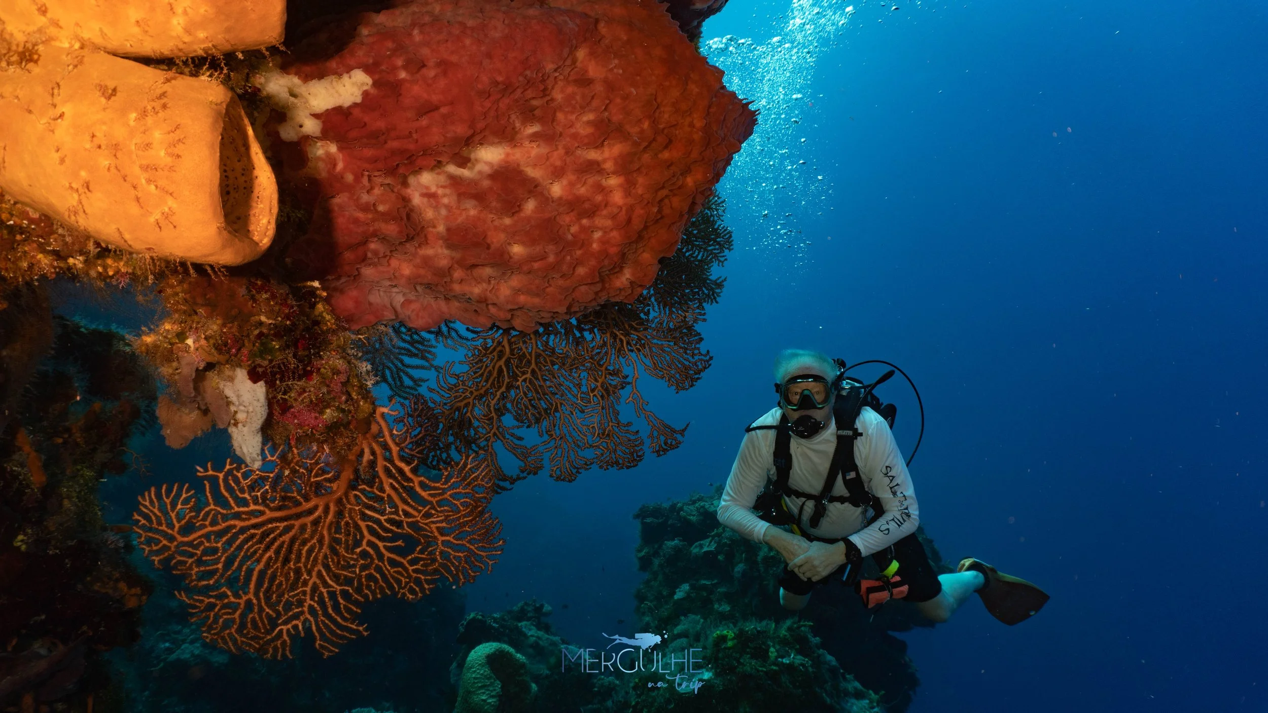 Palancar Reef Cozumel — Blue Note Scuba | Best Dive Shop in Cozumel ...