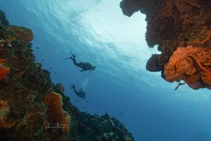 Palancar Reef Cozumel — Blue Note Scuba | Best Dive Shop in Cozumel ...