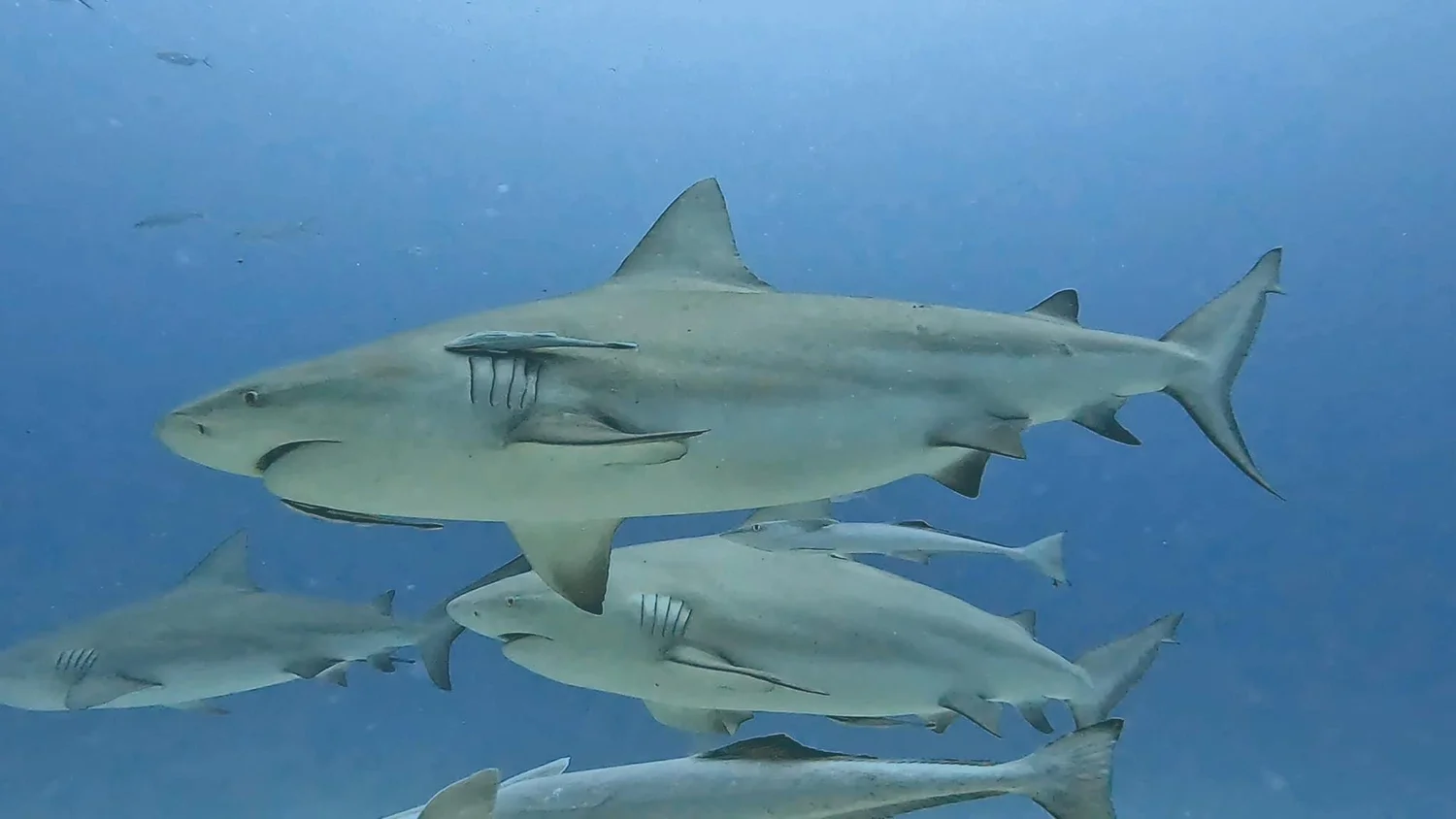 Sharks in Cozumel — Scuba Dive Cozumel : Blue Note Scuba