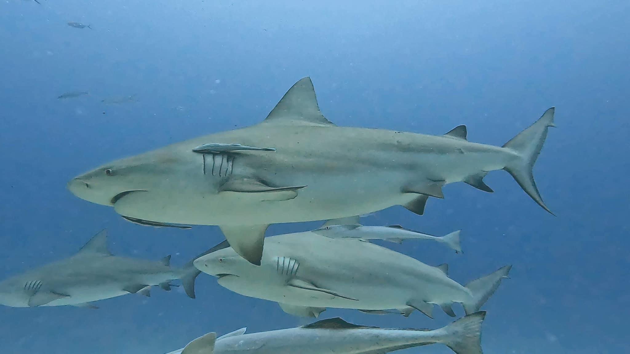 Sharks in Cozumel — Blue Note Scuba | Best Dive Shop in Cozumel | PADI ...