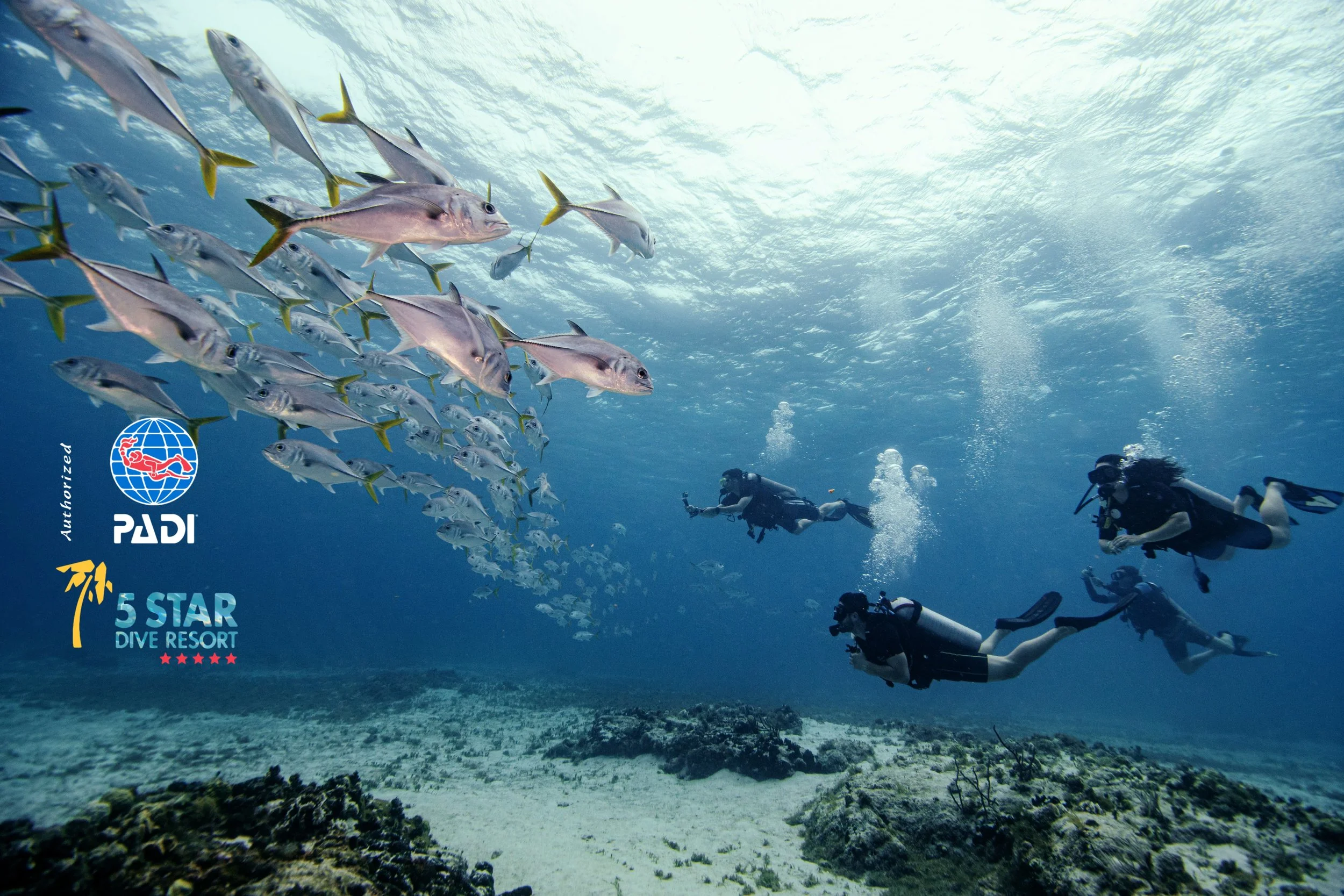PADI 5 Star Dive Center Cozumel — Scuba Dive Cozumel : Blue Note Scuba