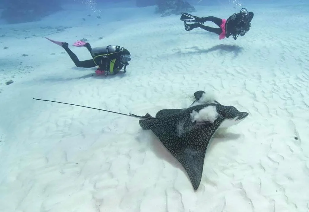 Scuba Diving With Eagle Rays in Cozumel, Mexico — Blue Note Scuba ...