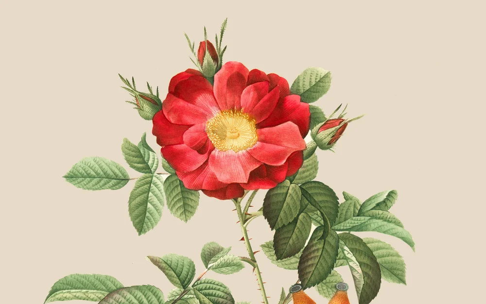 Bloomsbury Girls — Natalie Jenner