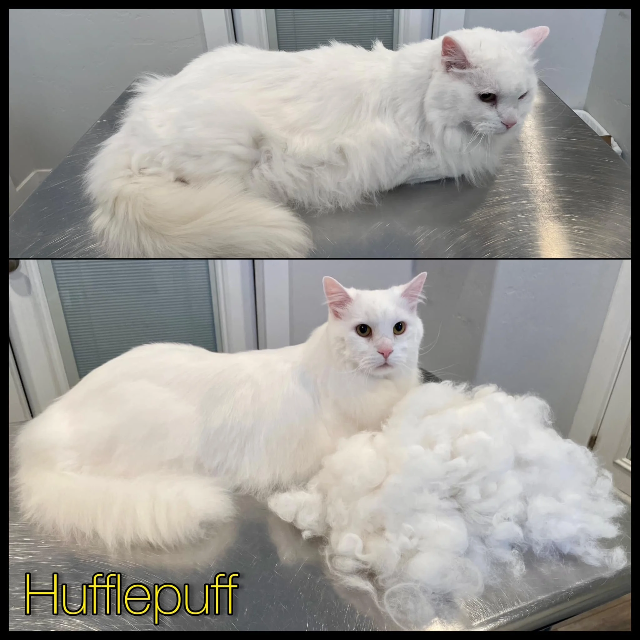 Cat Hair Everywhere! — Downtown Tabby Professional Cat Grooming