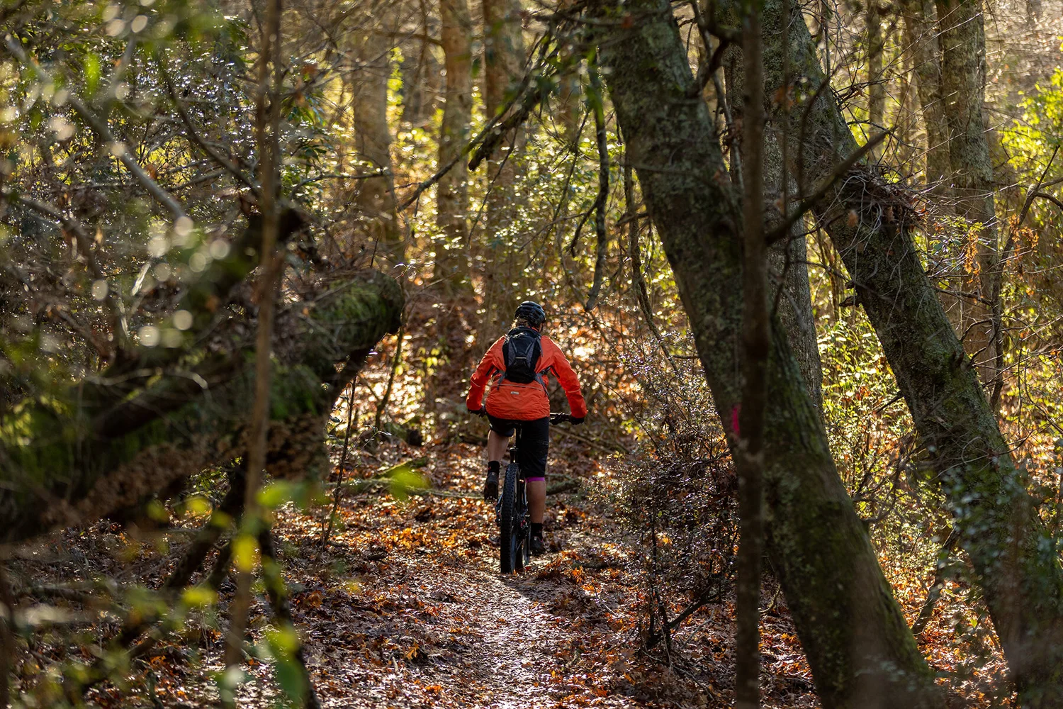 Loop Tracks from the Hub — Bike Taupo