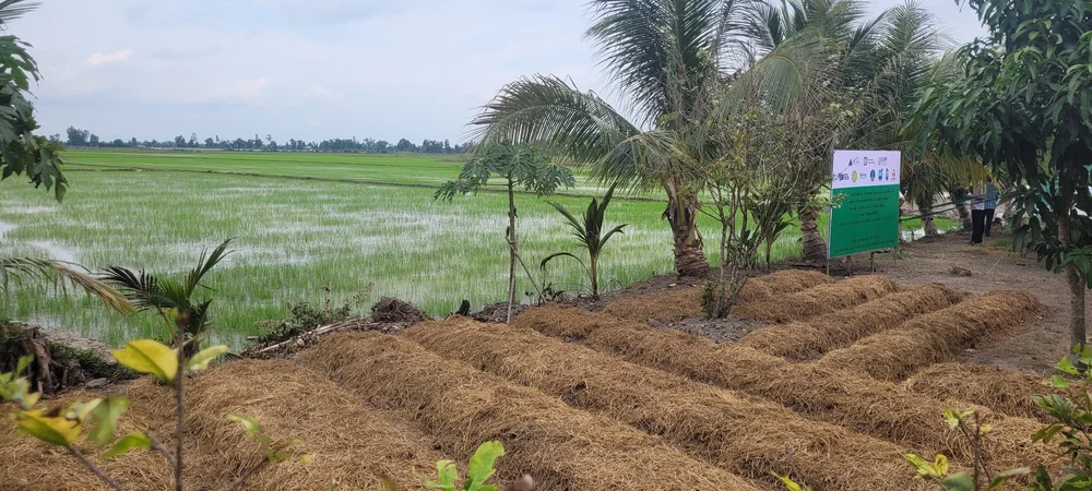 Ecological-organic Rice Farming and Trade — Delta Hub