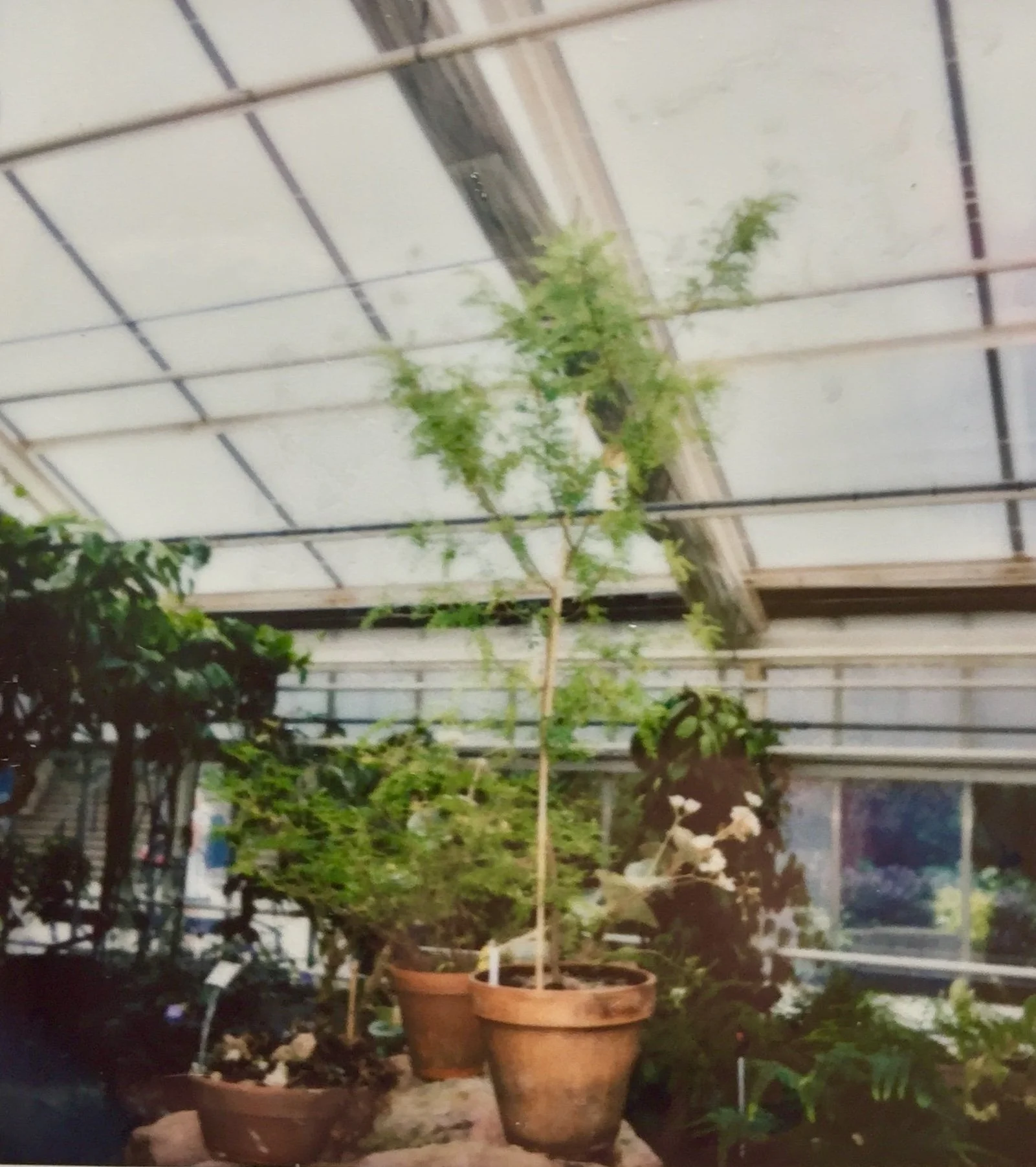 History — Toromiros