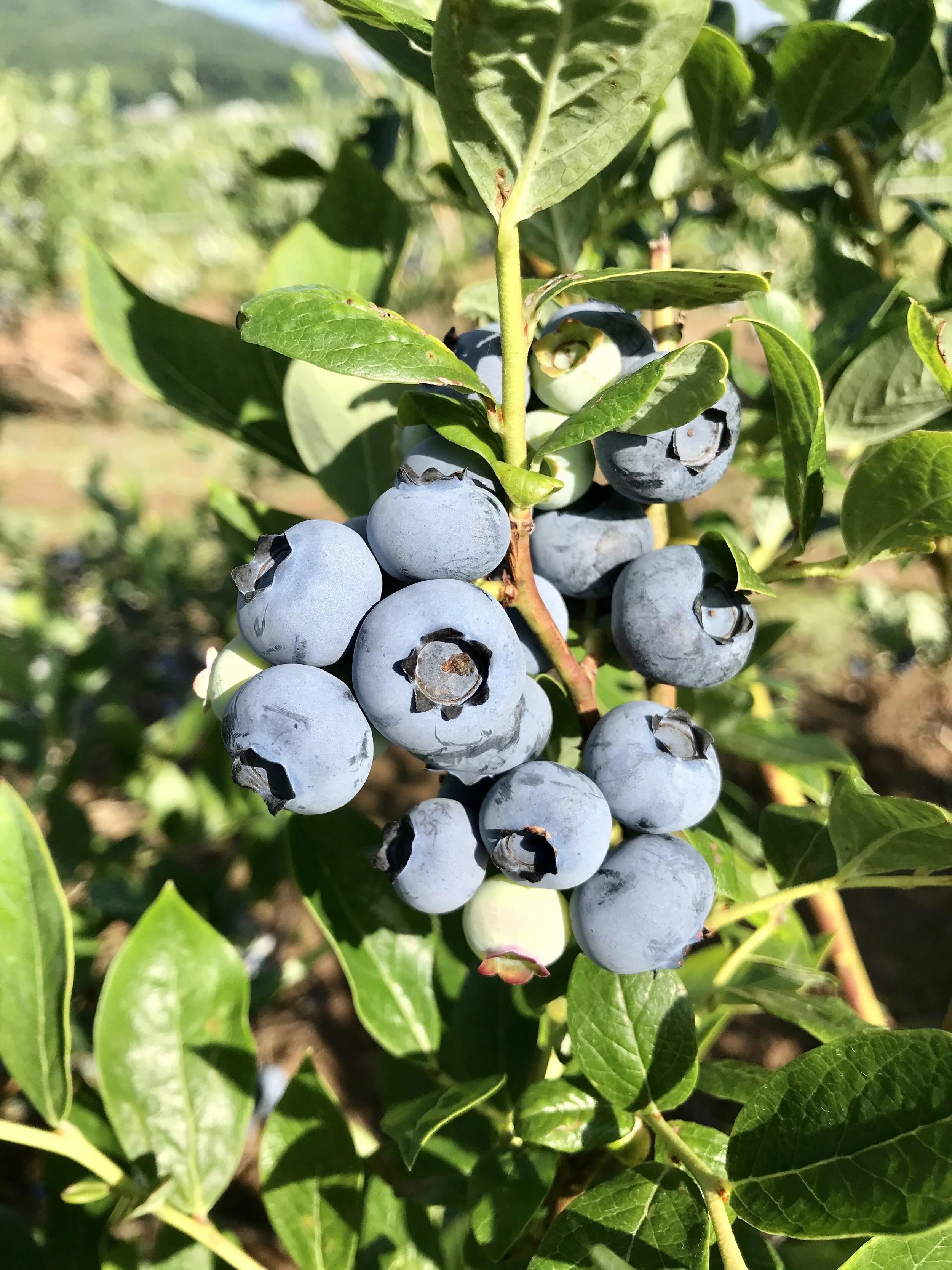 Produce — The Green Barn Berry Farm