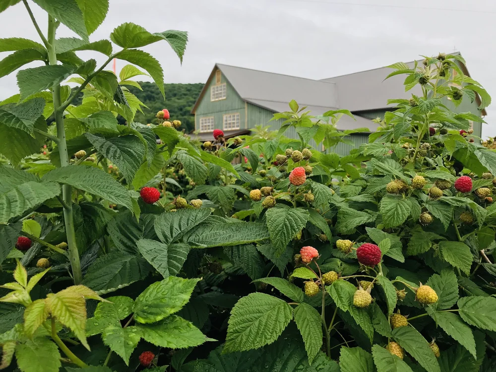 The Green Barn Berry Farm