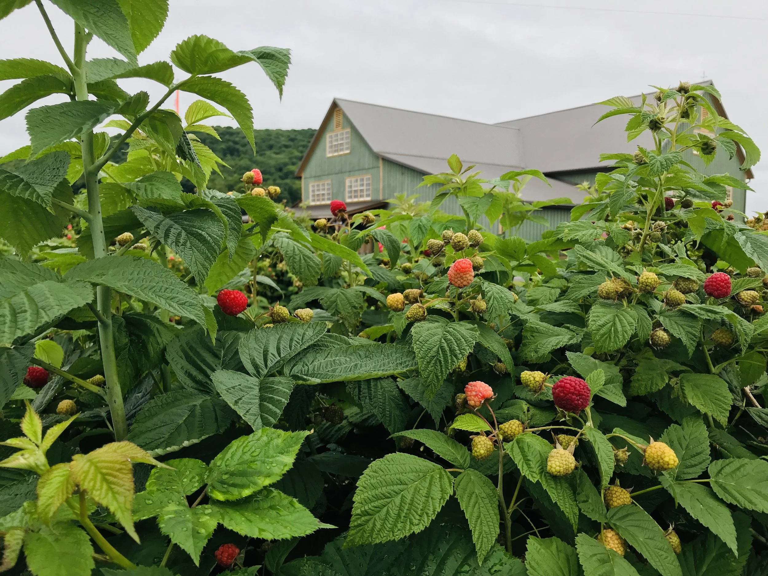 The Green Barn Berry Farm