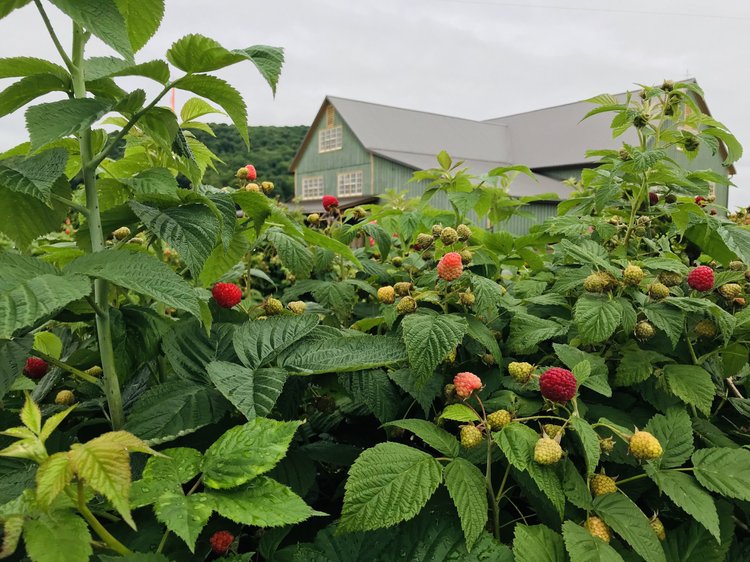The Green Barn Berry Farm