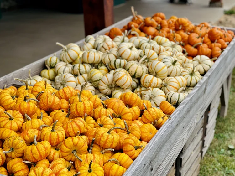The Green Barn Berry Farm