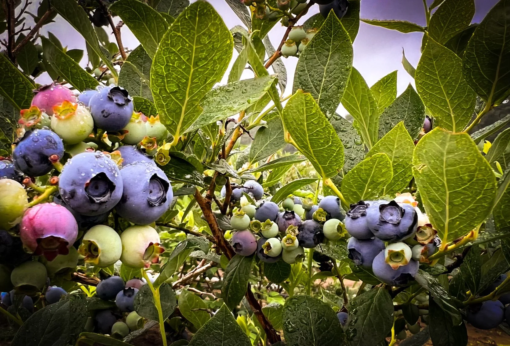 The Green Barn Berry Farm