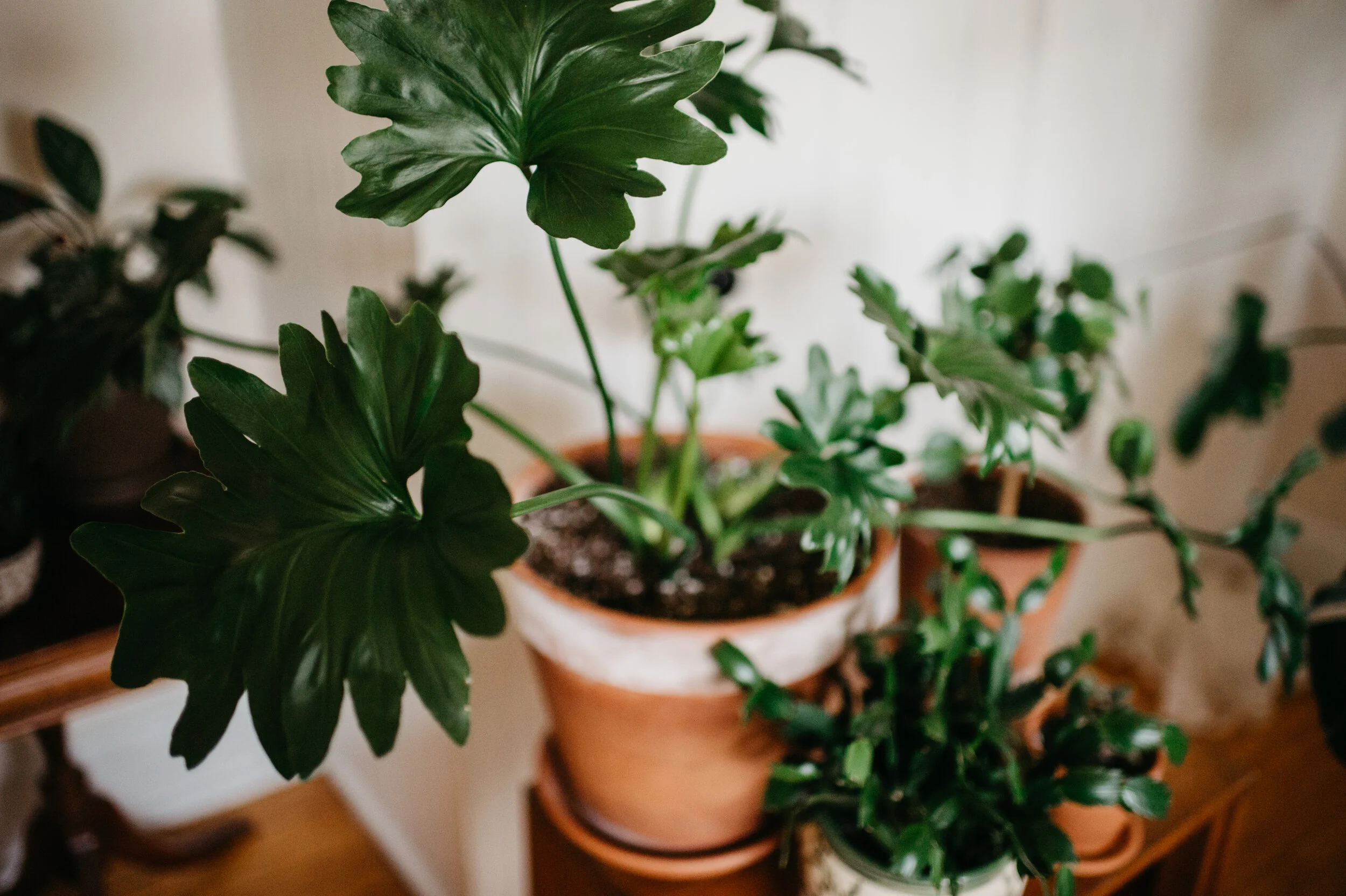 Amanda Potter, LCSW | Teletherapy in Indiana