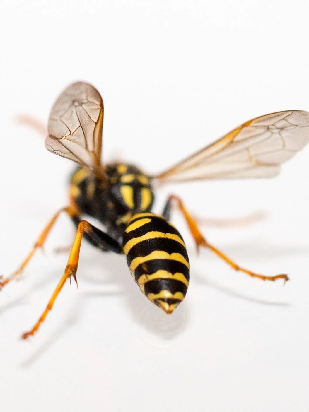 Cooper's Pest Control