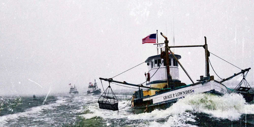 Copps Island Oysters