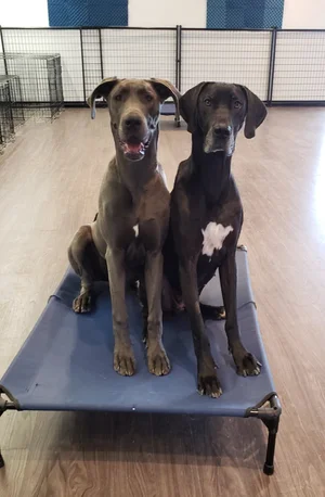 Duncan's Dog Daycare