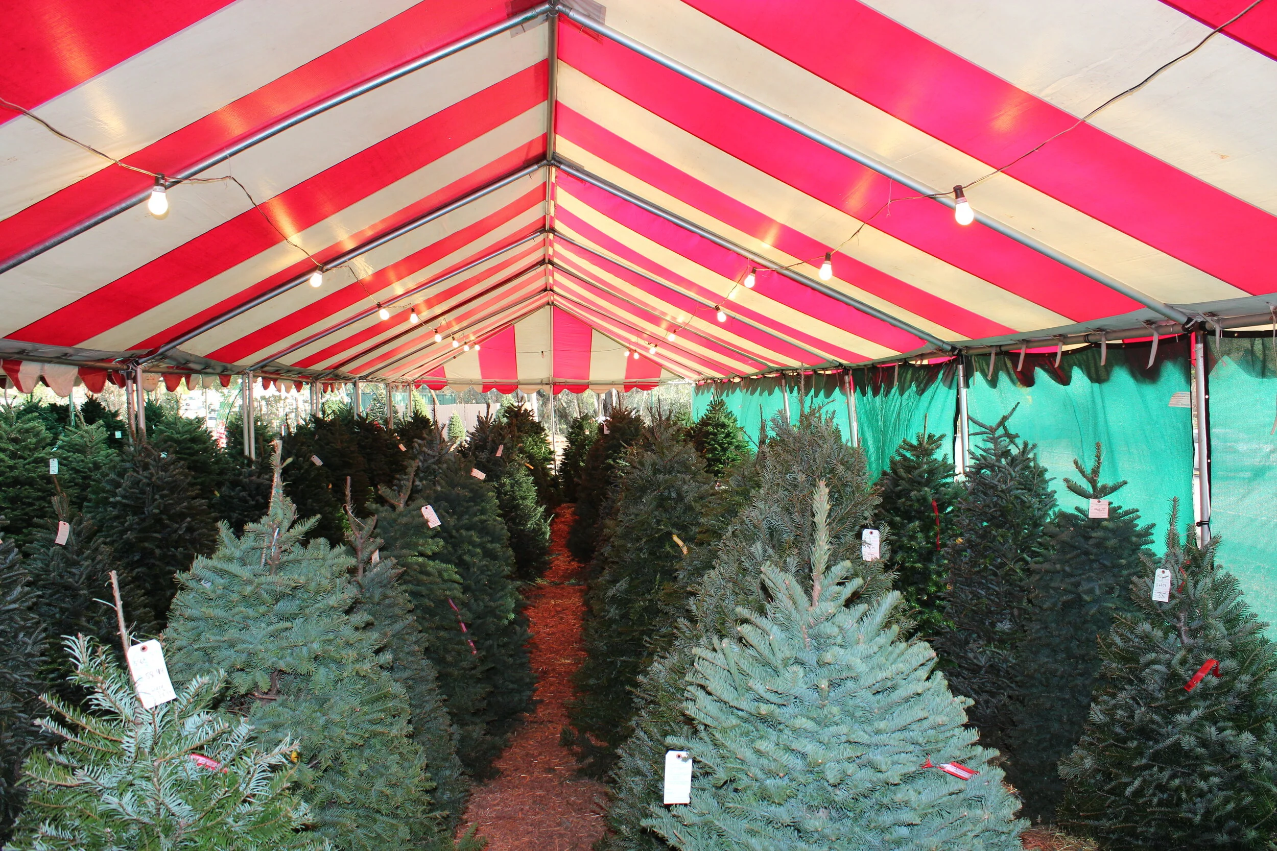 GALLERY — Farmakis Farms