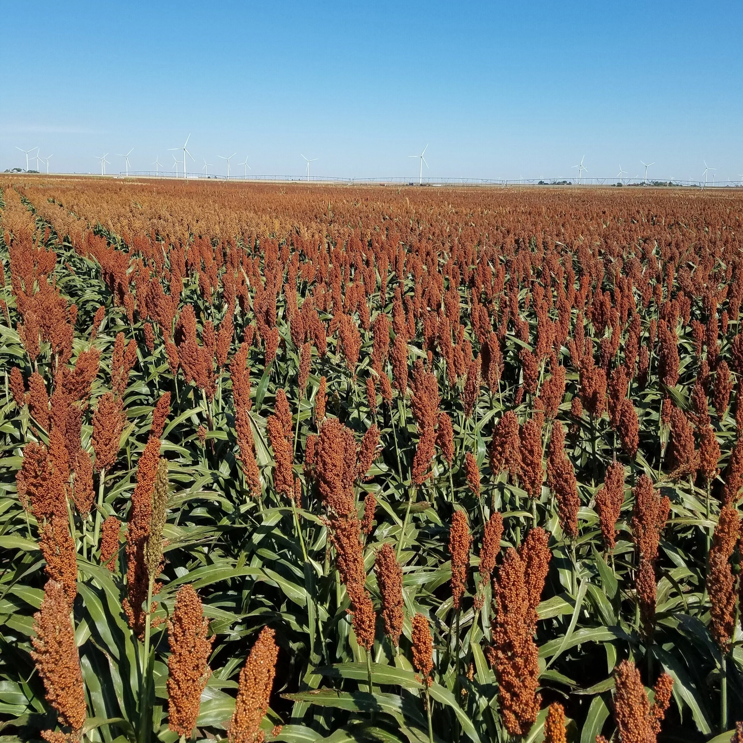 AgVenture WSC