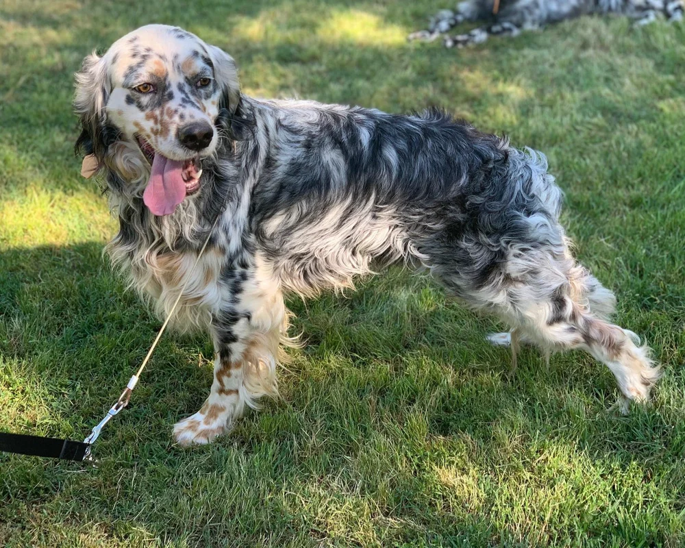 Available Puppies — King Llewellin Setters
