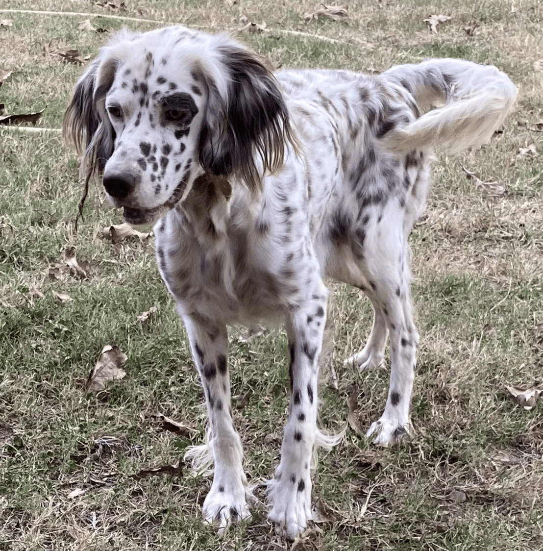 Available Puppies — King Llewellin Setters