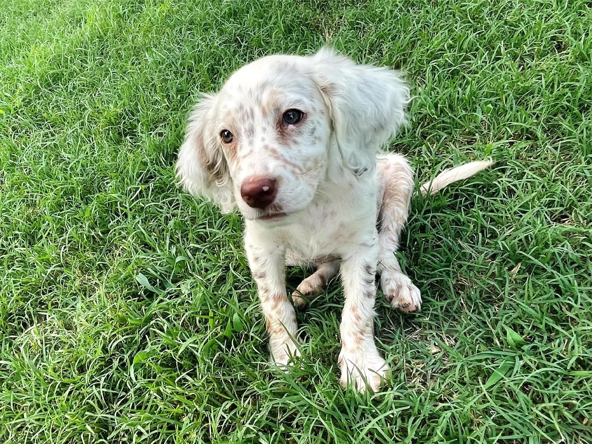 Orange Belton — King Llewellin Setters
