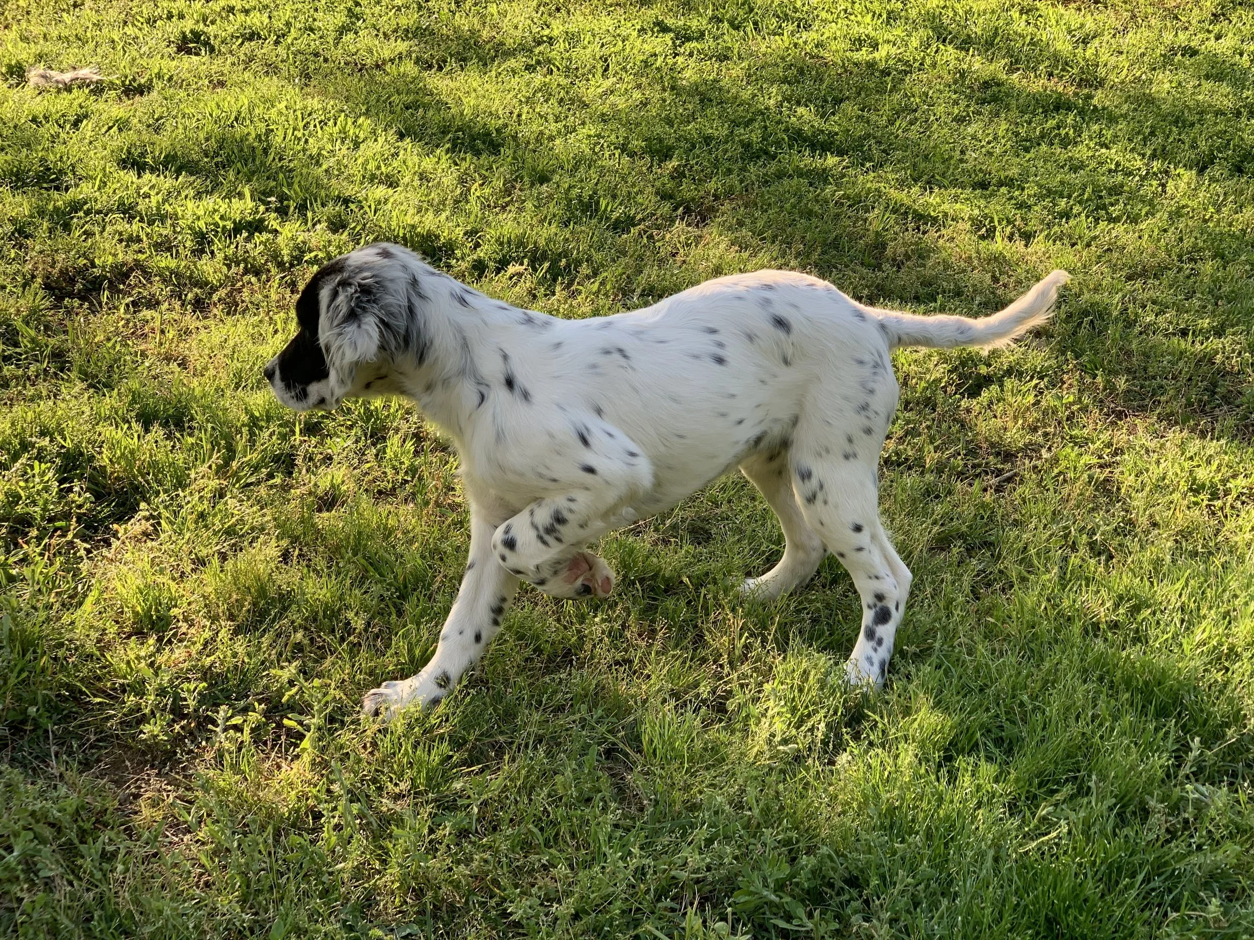 What Is A Llewellin? — King Llewellin Setters