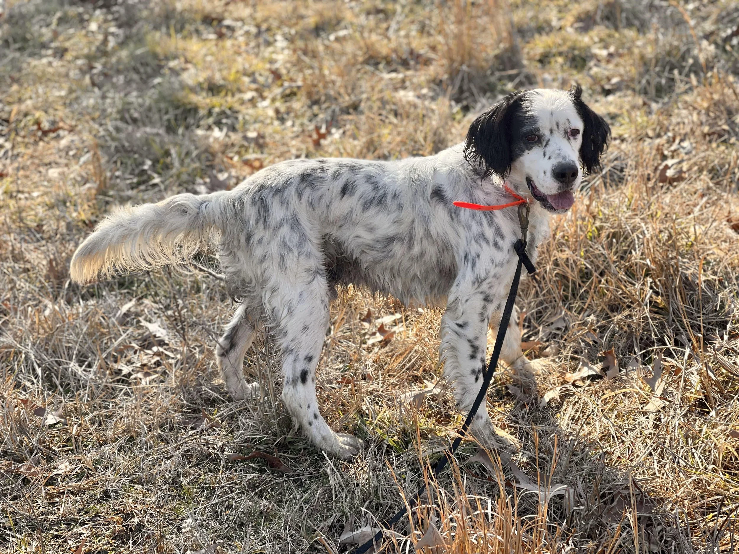 Black & White — King Llewellin Setters
