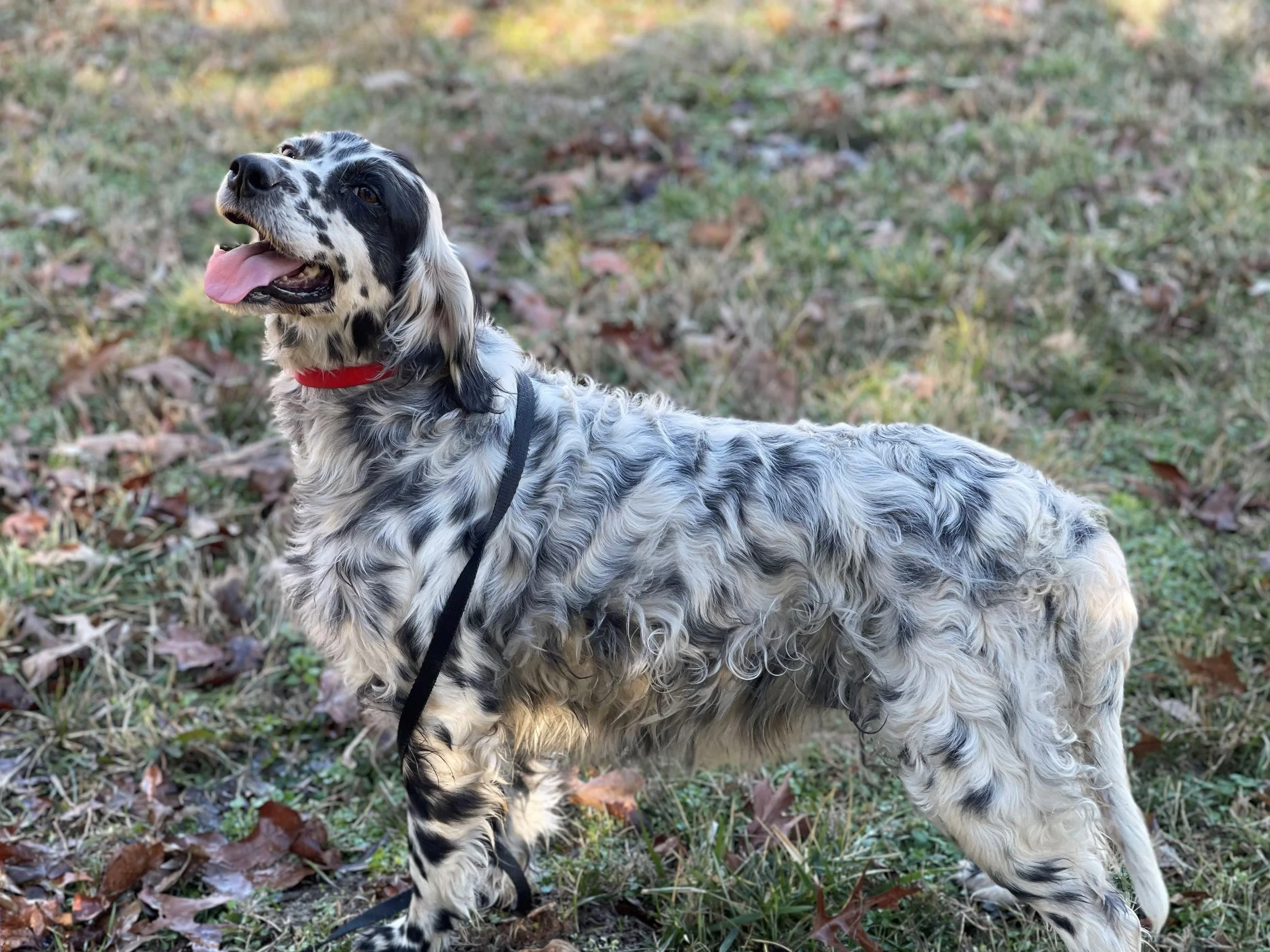 Dames — King Llewellin Setters