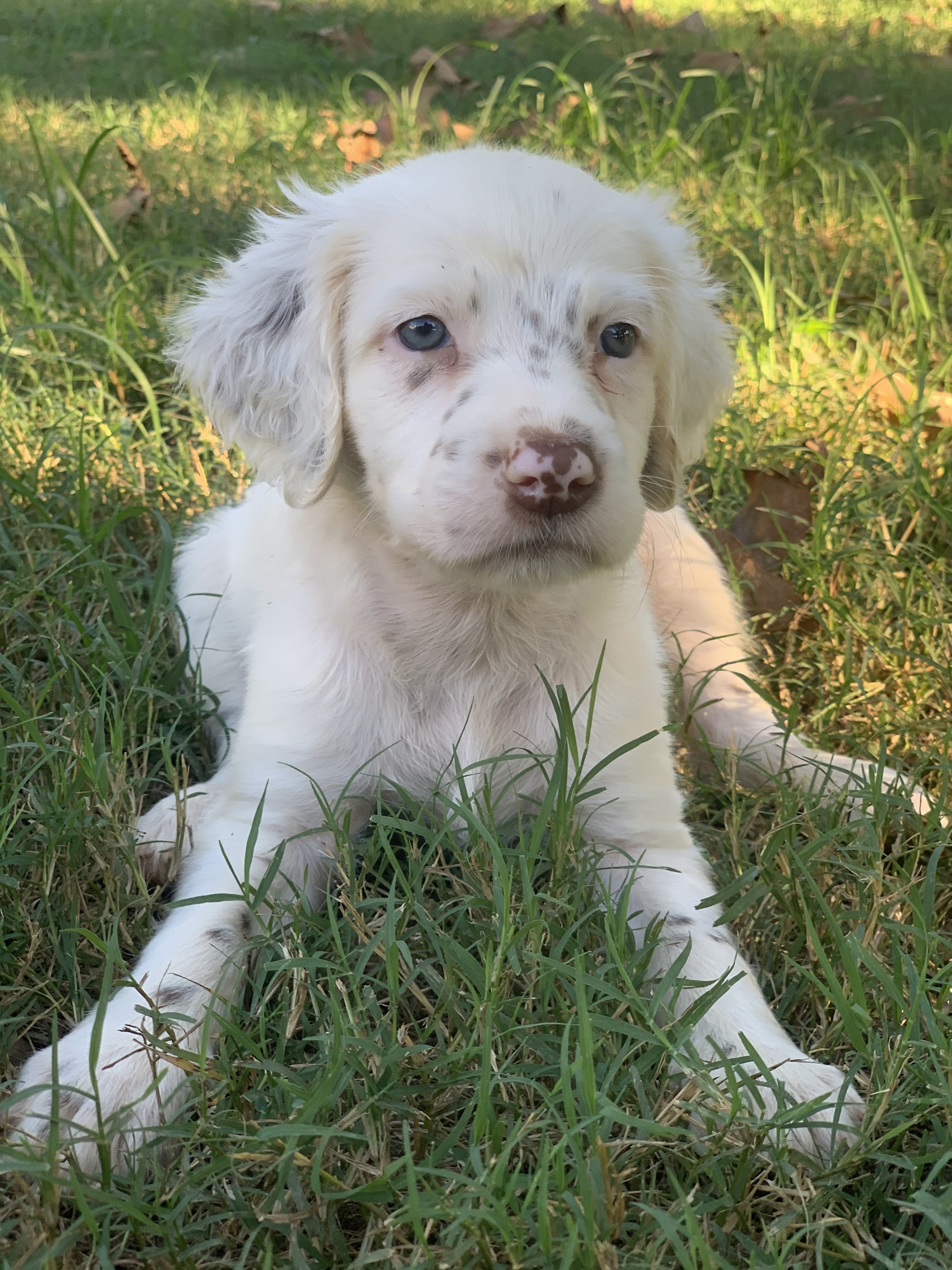 Available Puppies — King Llewellin Setters