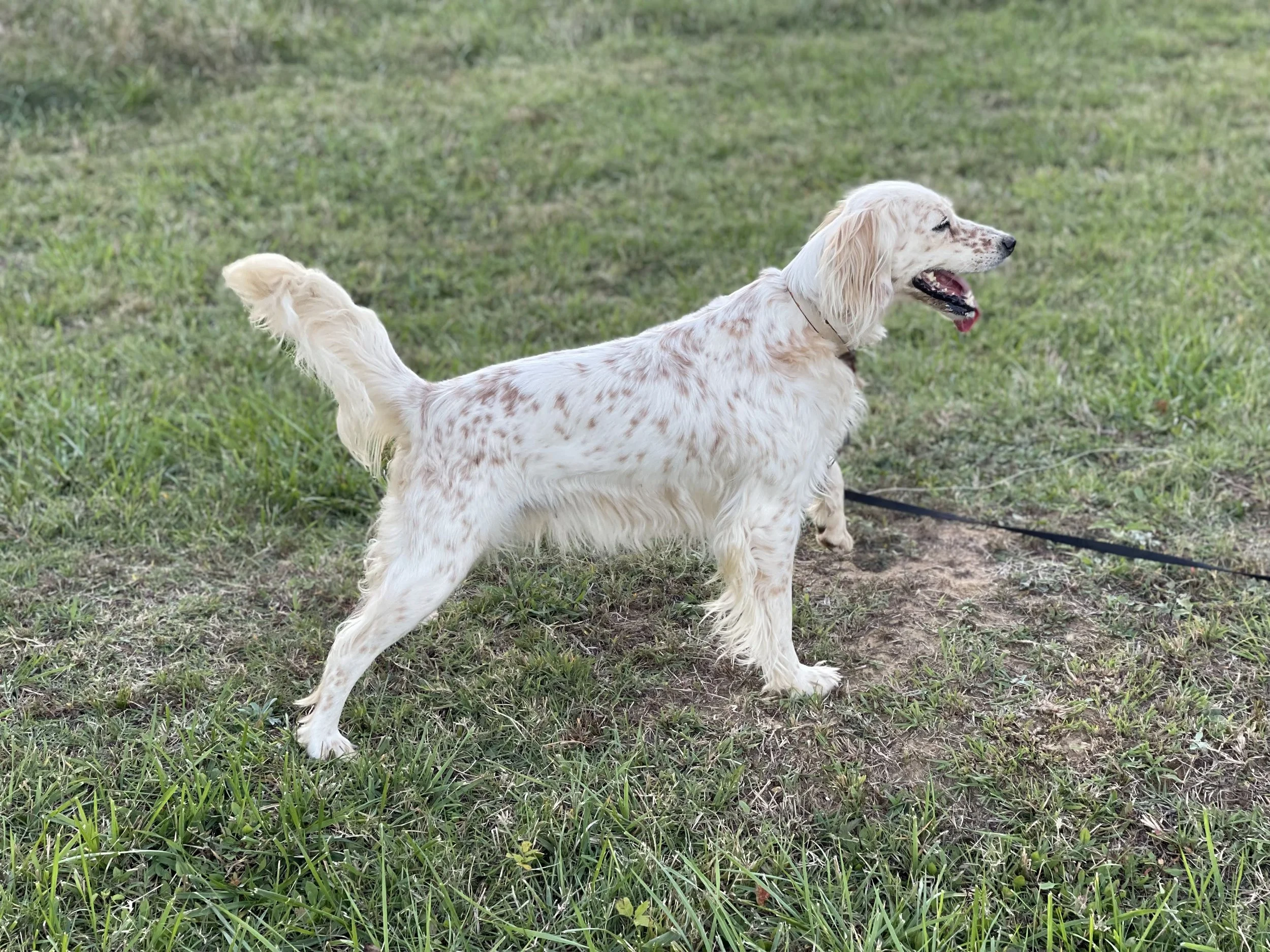 Orange Belton — King Llewellin Setters
