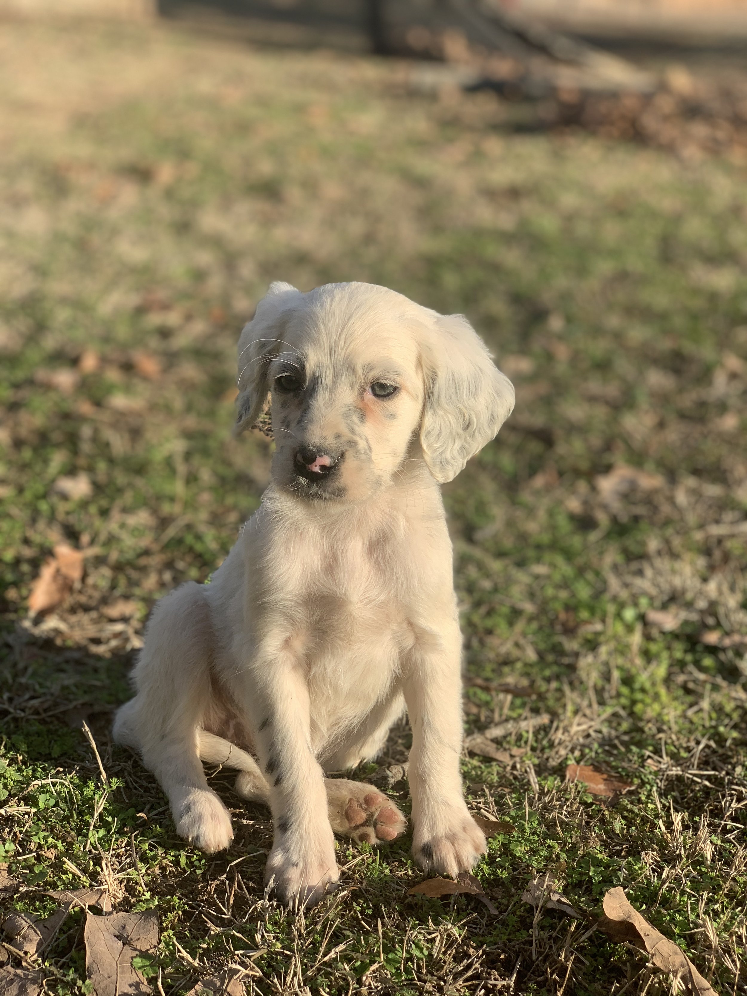 Available Puppies — King Llewellin Setters