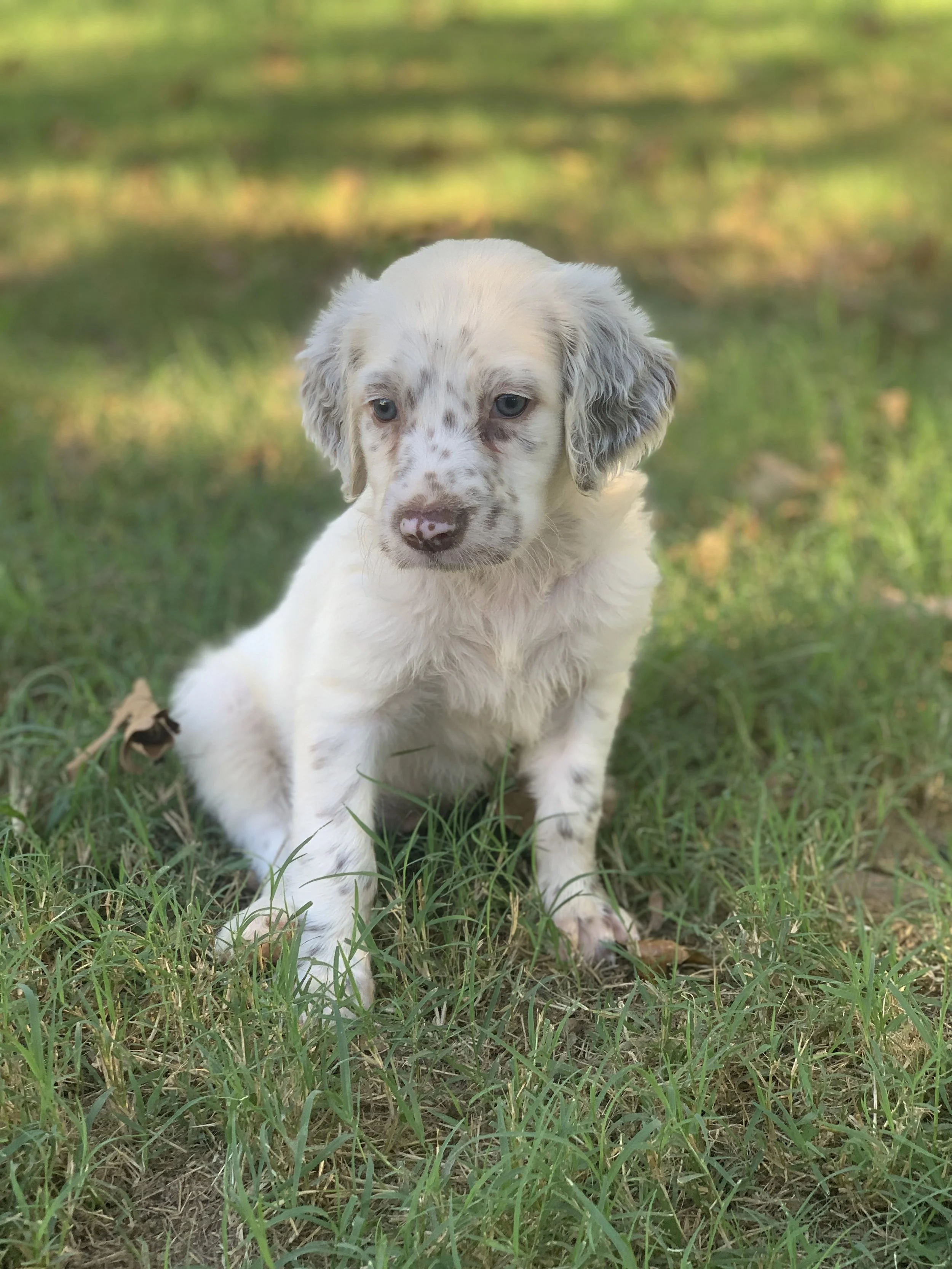 Available Puppies — King Llewellin Setters