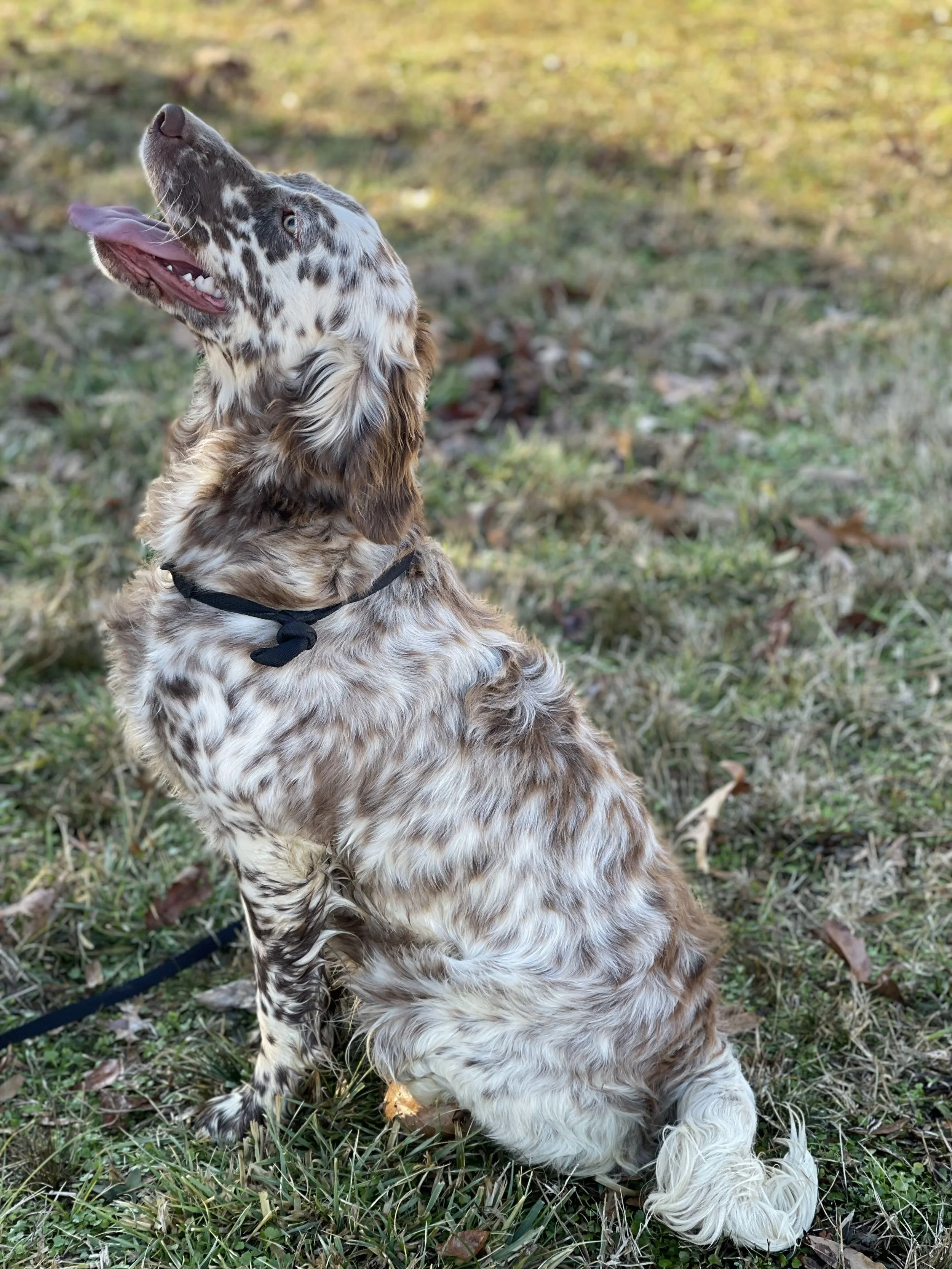 Chestnut — King Llewellin Setters