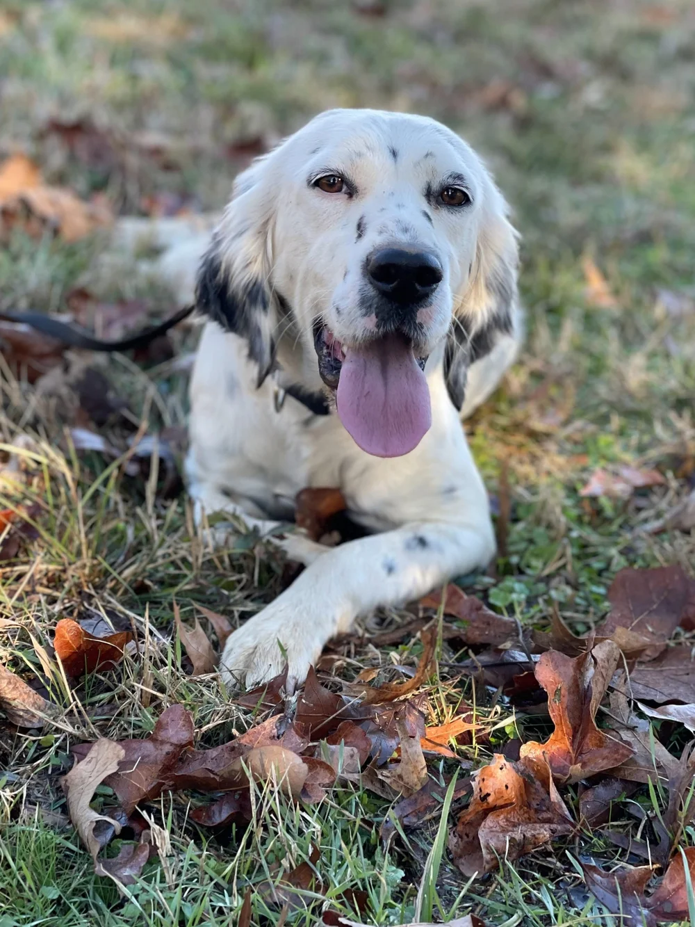 Available Puppies — King Llewellin Setters