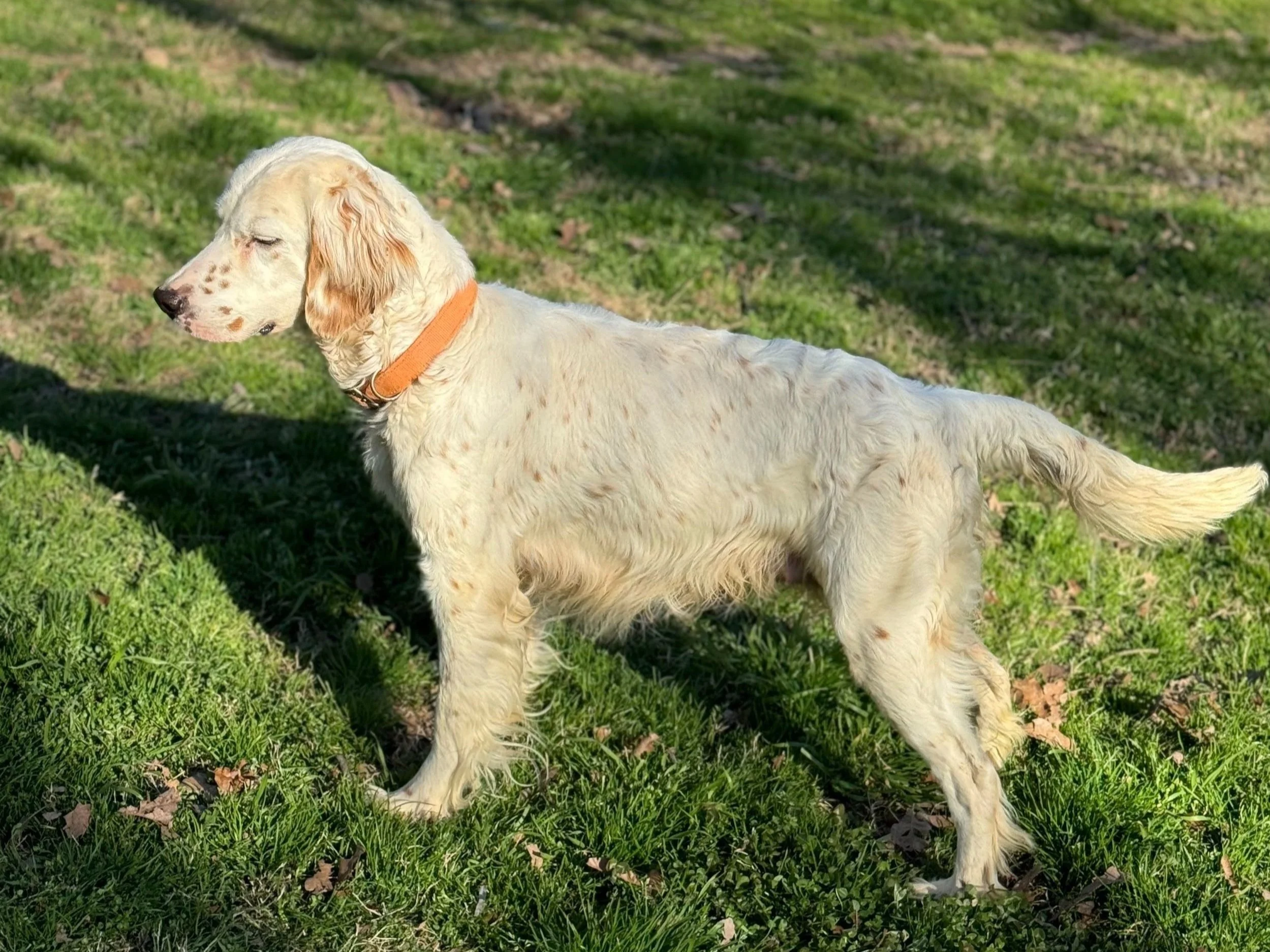 Available Puppies — King Llewellin Setters