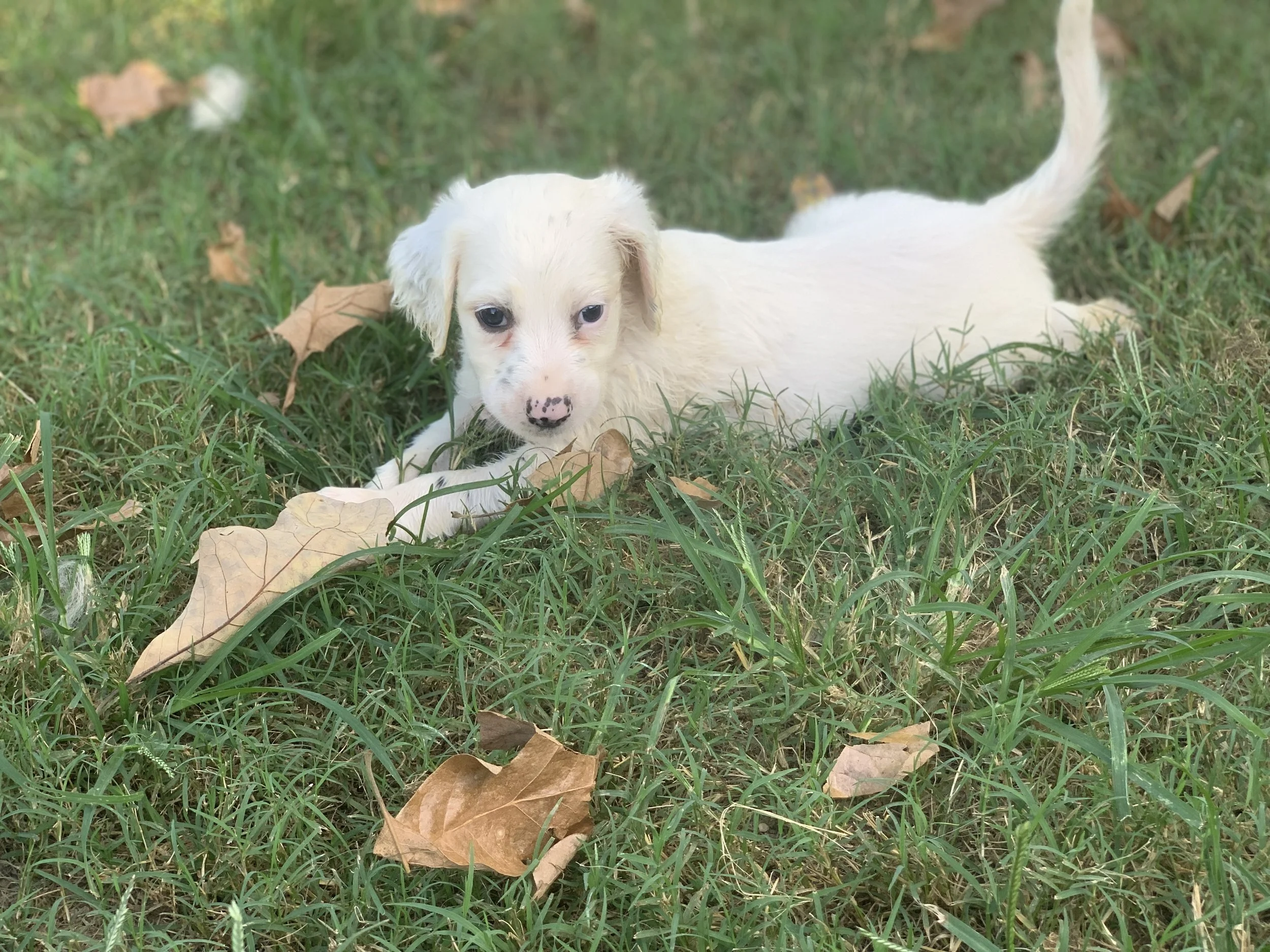 Available Puppies — King Llewellin Setters