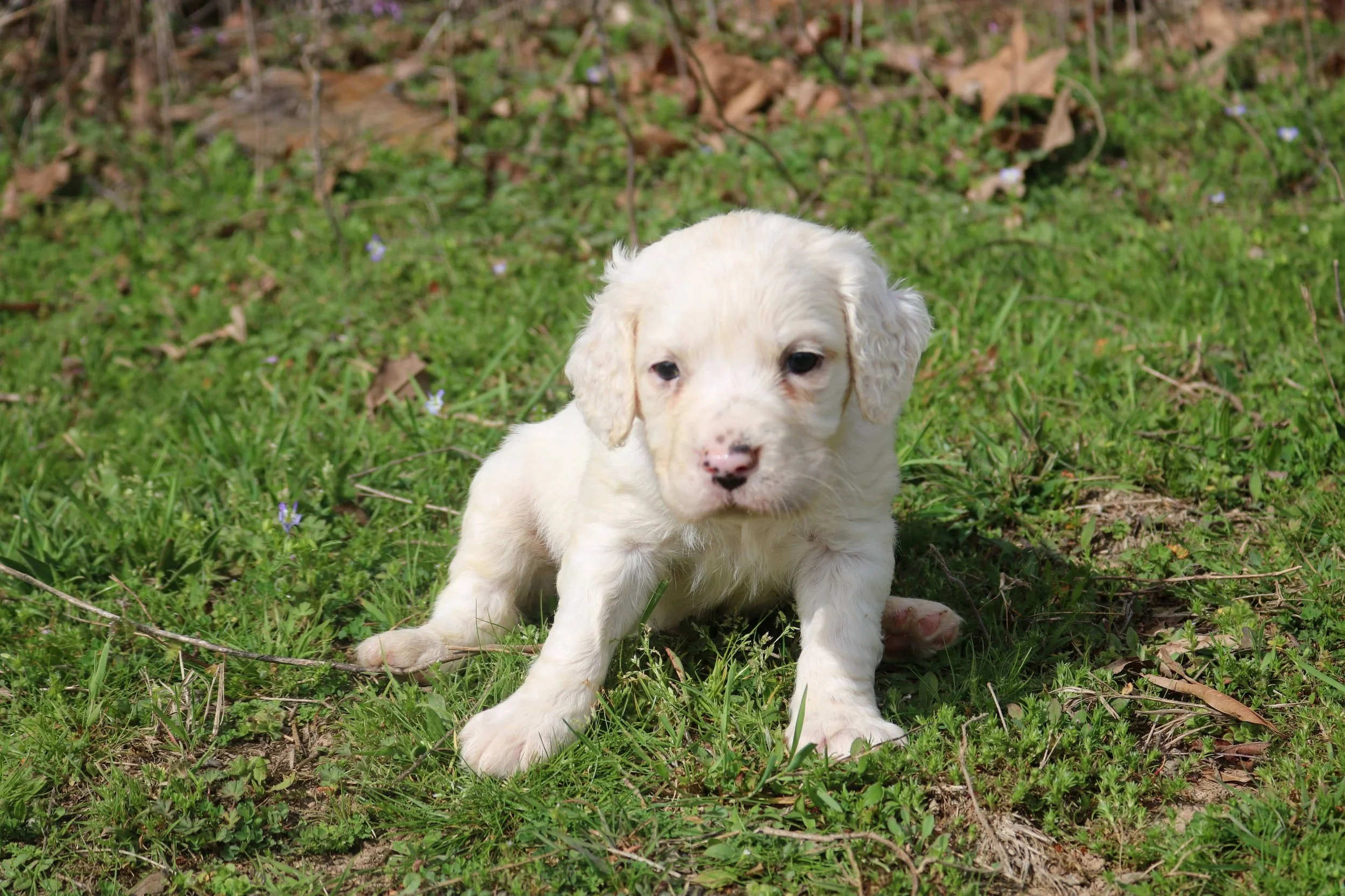 Available Puppies — King Llewellin Setters