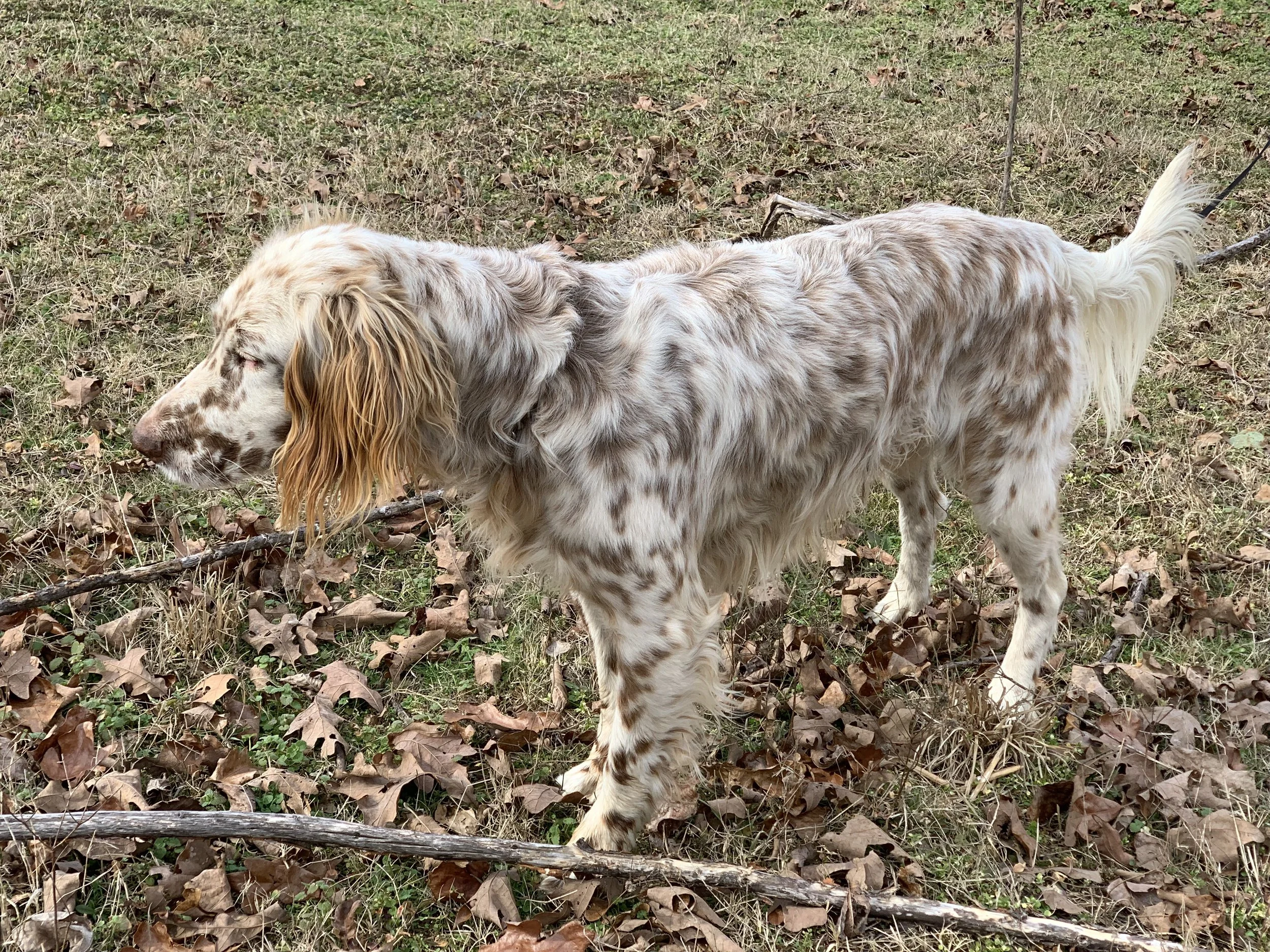 Available Puppies — King Llewellin Setters