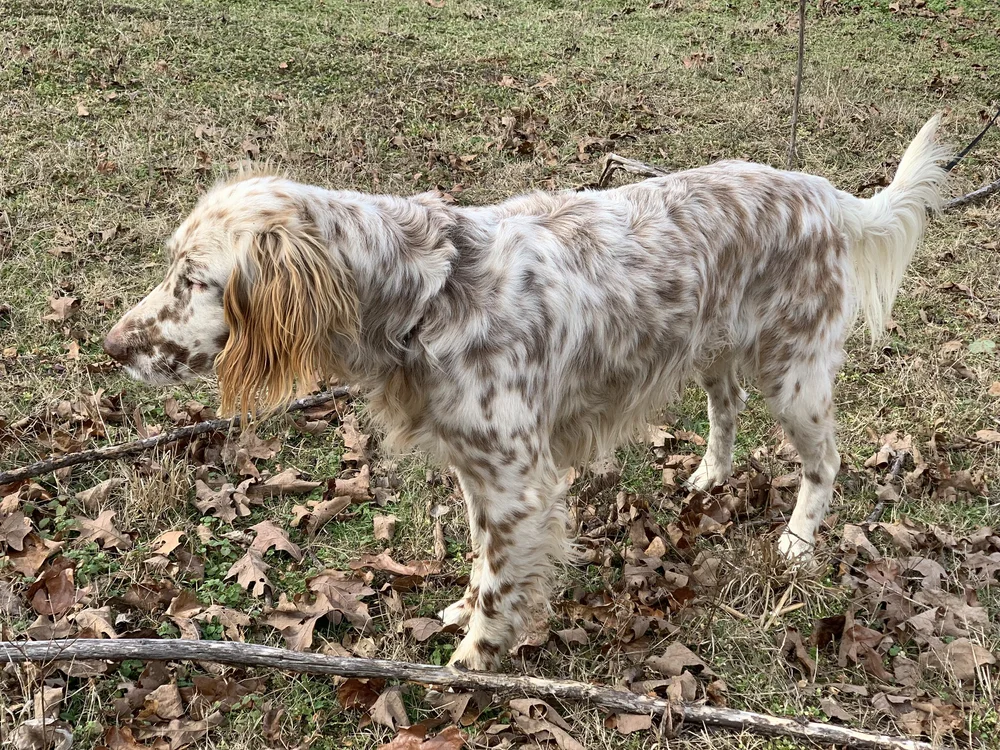 Available Puppies — King Llewellin Setters