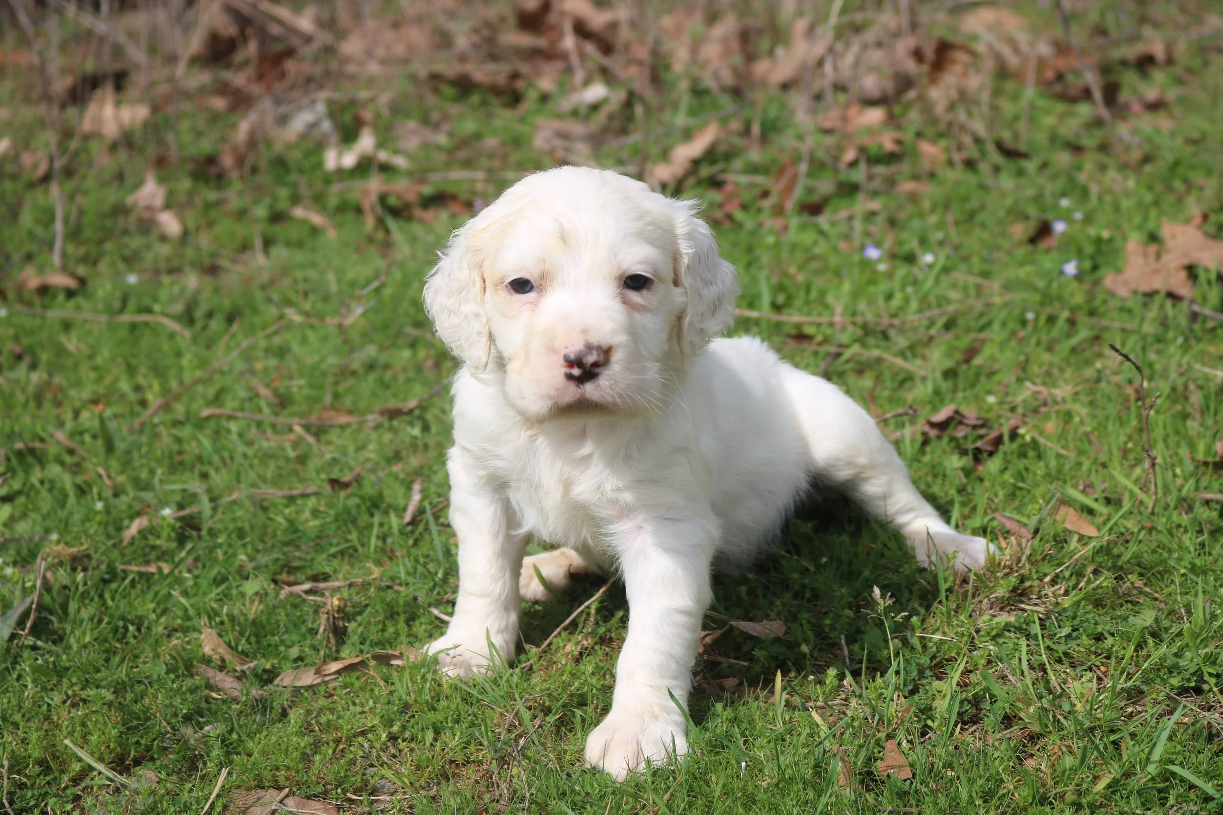 Available Puppies — King Llewellin Setters
